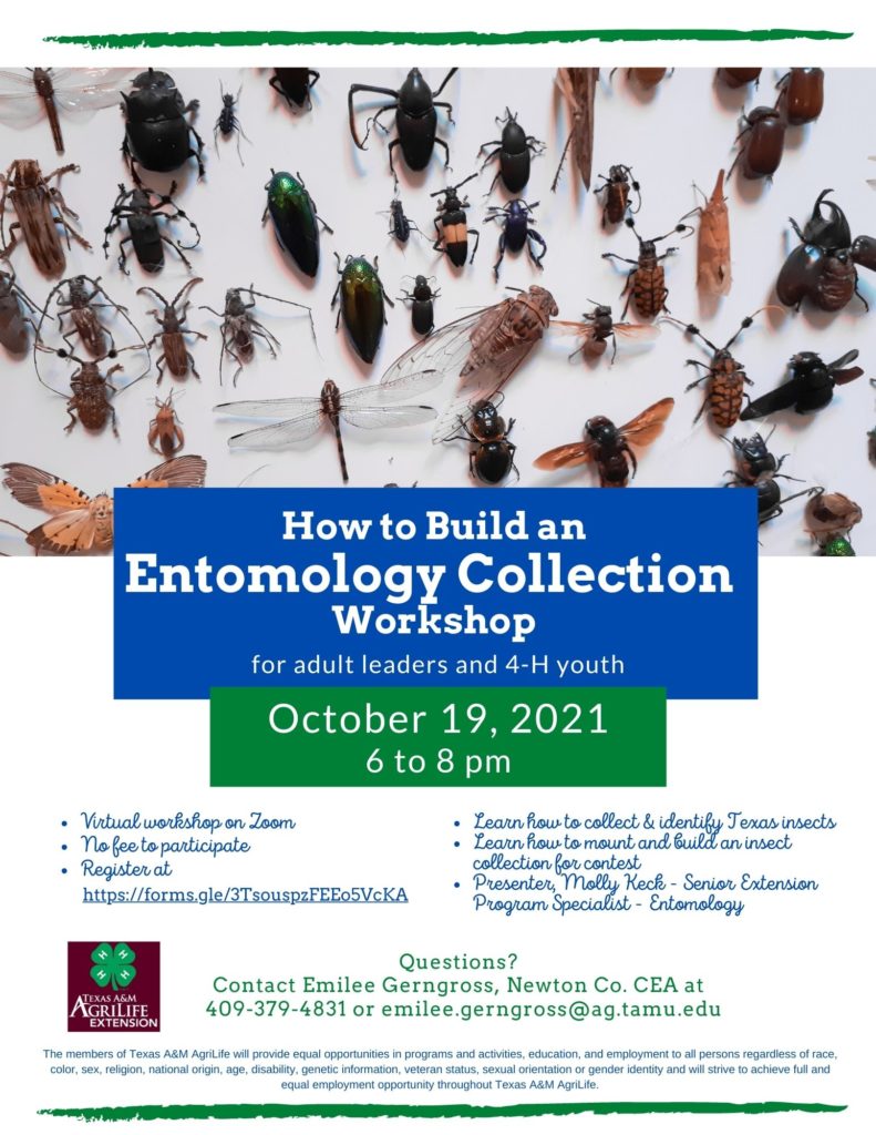 How to Build an Entomology Collection Workshop - District 5 4-H Youth ...